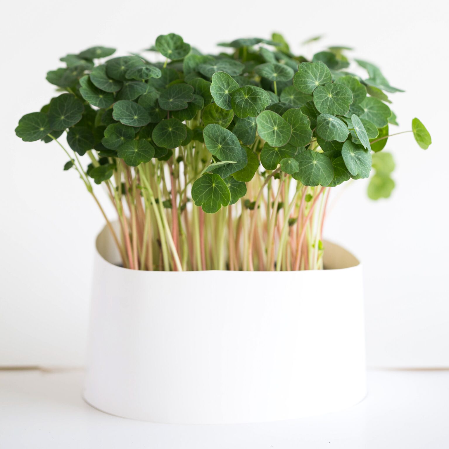 Nasturtium Zero Point Organics nasturtium-zero-point-organics